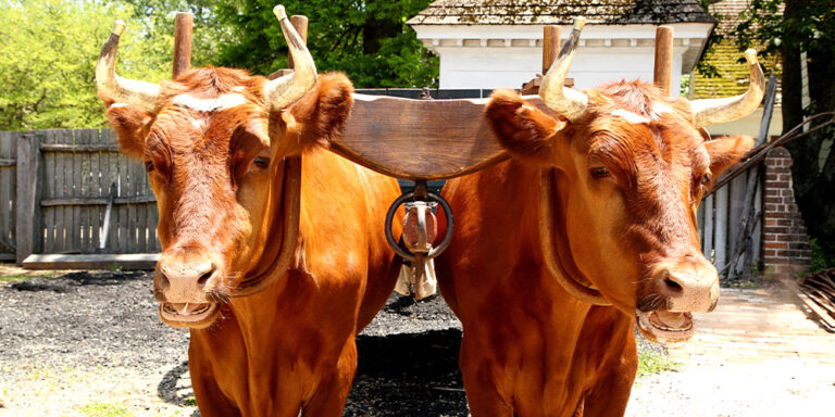 Yoked with Jesus – FORWARD IN CHRIST